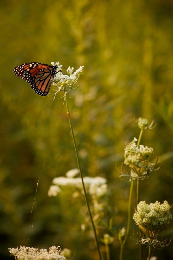 Cleveland Lakefront Nature Preserve Photos - Port of Cleveland